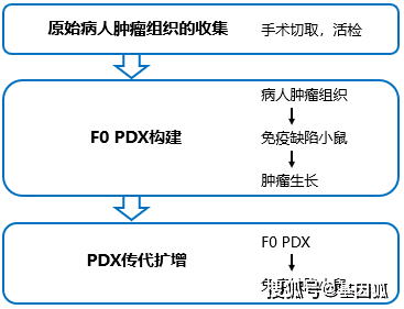PDX（Patient-Derived tumor Xenograft，PDX）动物模型_肿瘤