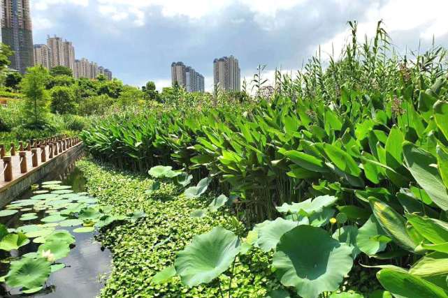 水生植物在城中村改造中的多种应用方式 搜狐大视野 搜狐新闻