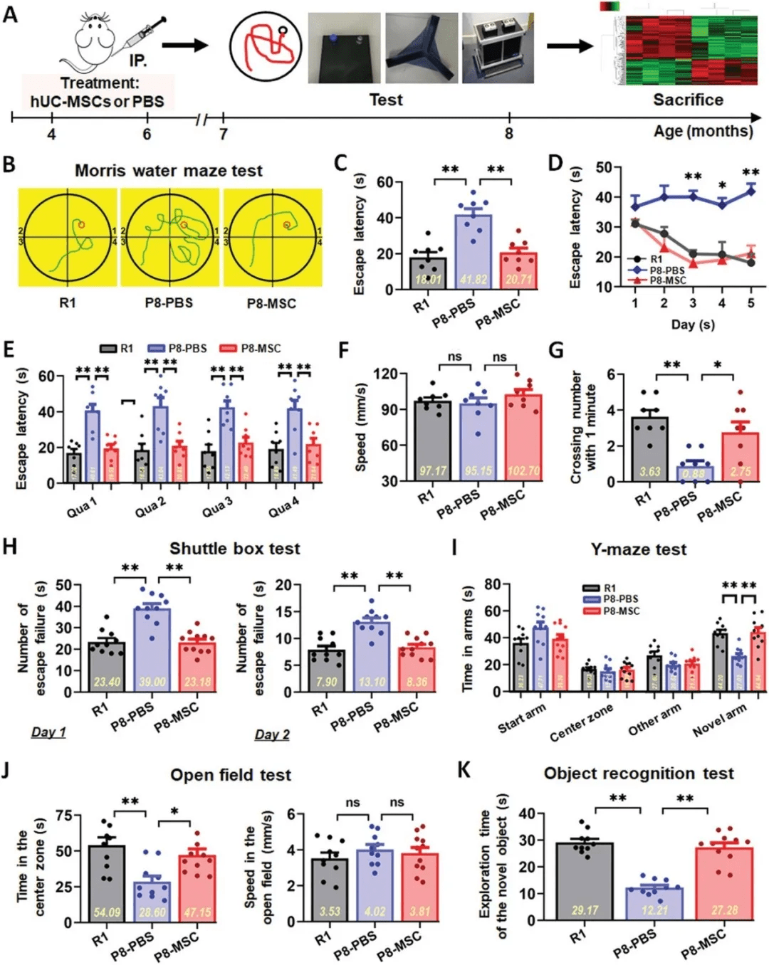Adv Sci：干细胞治疗阿尔兹海默症的分子机理_hUC-MSCs