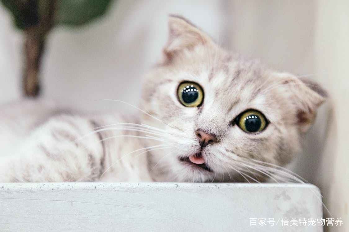 冬天劝猫喝水,难于登天,到底要怎么样才能让猫咪多喝水呢?