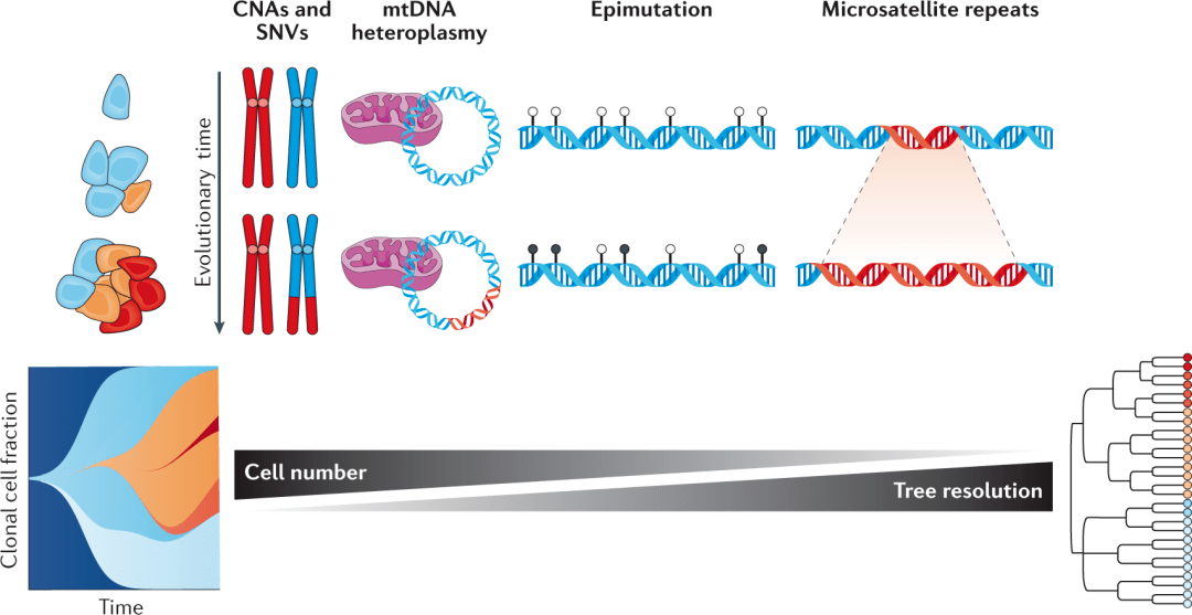 Nat.Rev.Genet最新综述丨万字长文阐释单细胞测序如何研究肿瘤进化_癌症