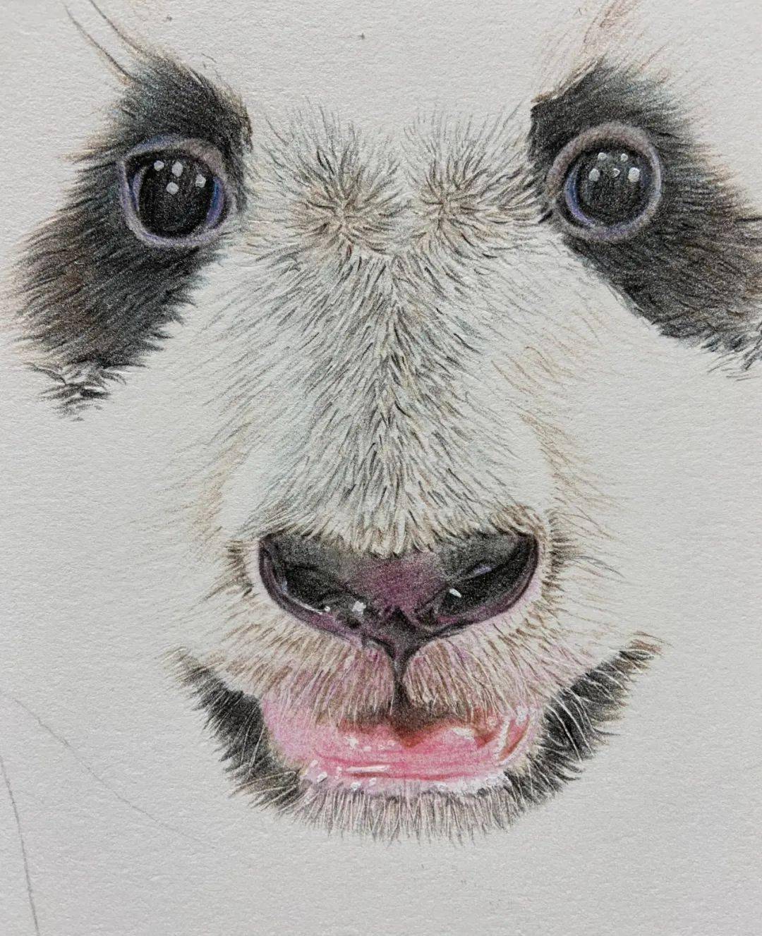 彩铅画图文教程 | 熊猫-搜狐大视野-搜狐新闻