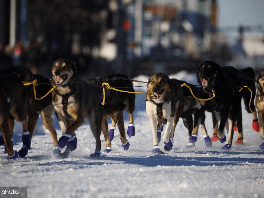美国阿拉斯加第51届艾迪塔罗德狗拉雪橇比赛开幕-搜狐大视野-搜狐新闻