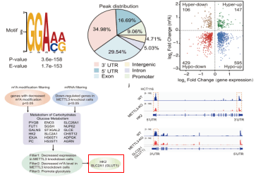 m6A RNA甲基化10+文章就看这篇！_Mettl