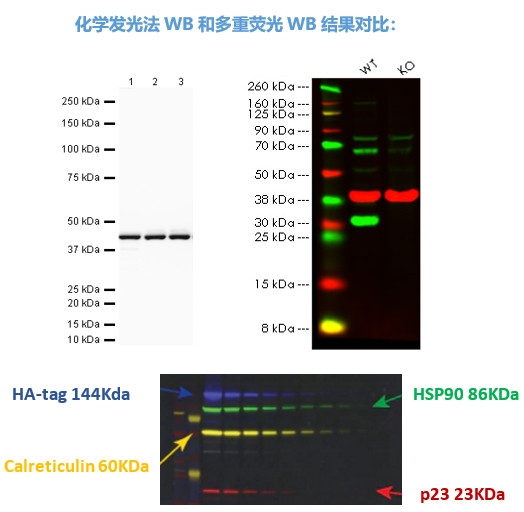 荧光WB VS 化学发光WB结果图_DyLight