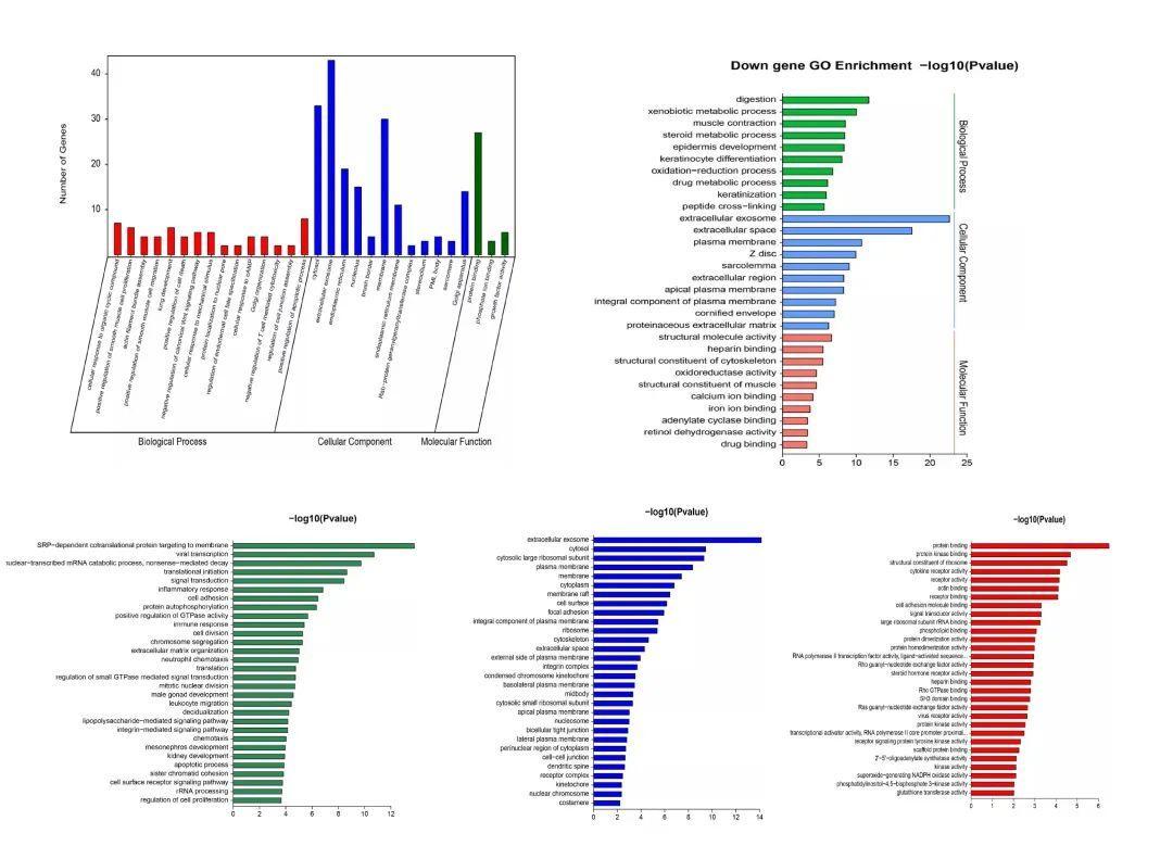 RNAseq，我们可以提供哪些图表分析-1_基因