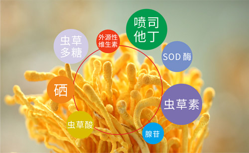 虫草素与喷司他丁合成机制，蛹虫草具有广阔的应用前景_研究