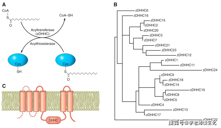 蛋白质的脂酰化修饰（二）_棕榈