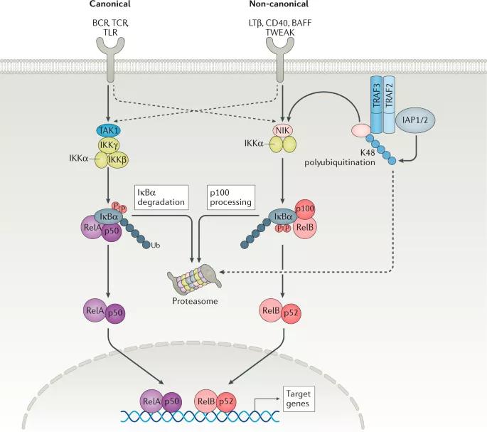 Nature重磅盘点 | 治疗自身免疫疾病和炎症，激酶抑制剂大显神通_发出信号