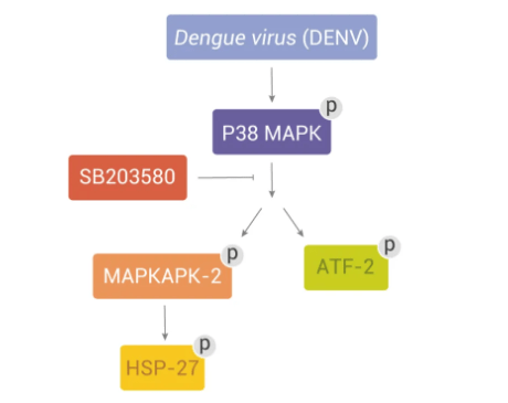 Western Blot(WB)实验原理和步骤-搜狐大视野-搜狐新闻