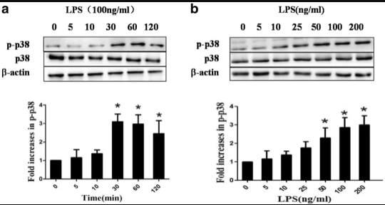 Western Blot(WB)实验原理和步骤_Cece