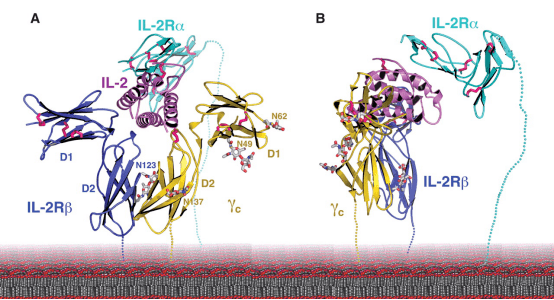 白细胞介素-2的工程化改造设计之路_细胞因子