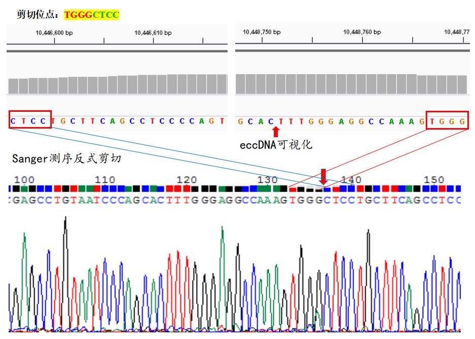 Cancer Cell研究新进展：eccDNA调控癌基因转录_EccDNA