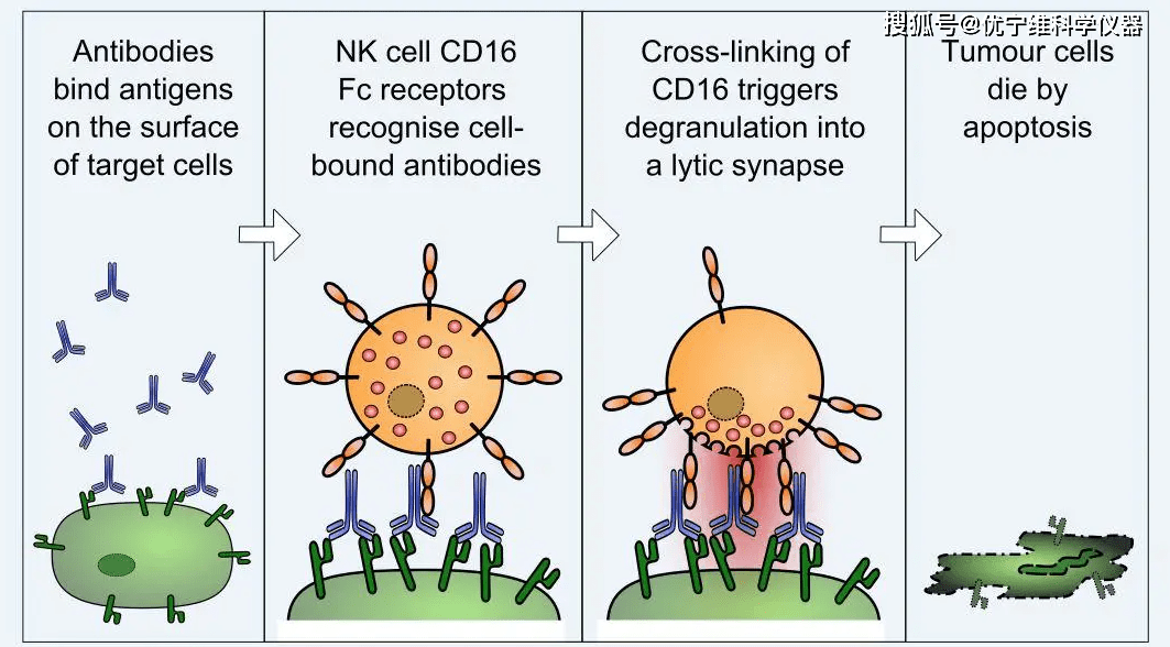 ADCC体外检测方法学总结_细胞