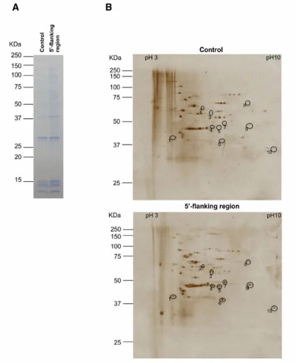 一文掌握pull down实验：RNA pull down，DNA pull down，Protein pull down_融合