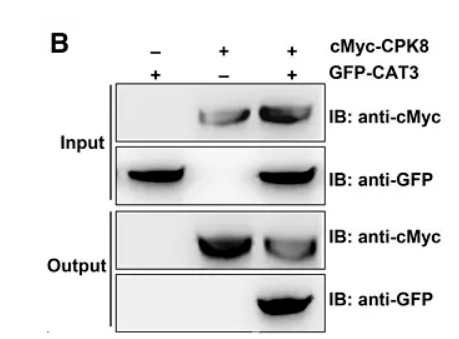 一文读懂CoIP实验：原理、实验流程、遇到的问题_抗体