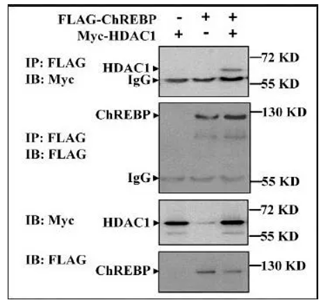 一文读懂CoIP实验：原理、实验流程、遇到的问题_抗体