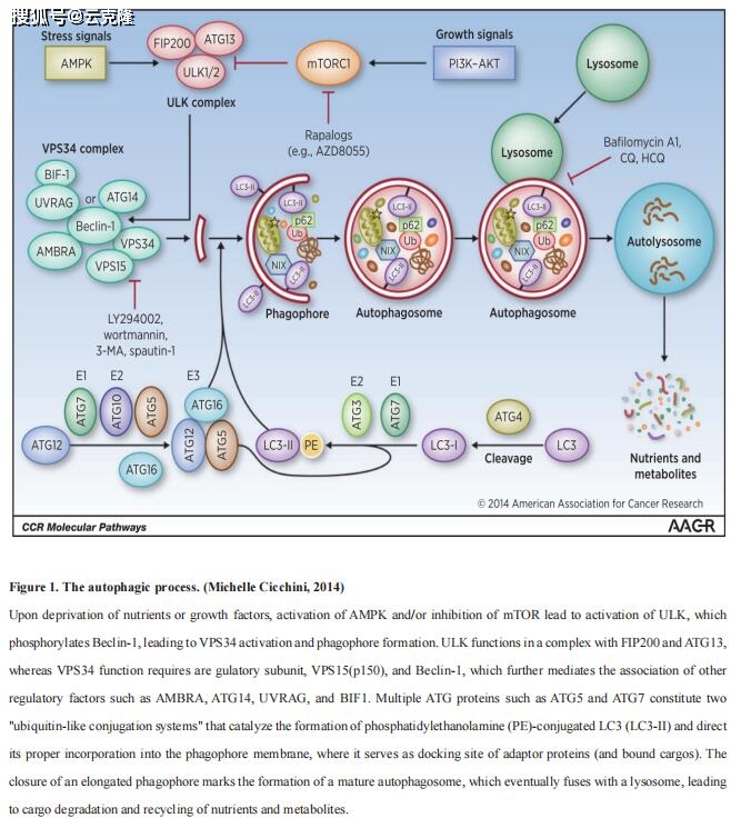 CREG1促进溶酶体的生物发生、酸化和降解_细胞