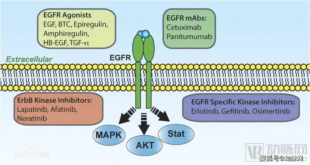 EGFR下一站：双抗与ADC_临床