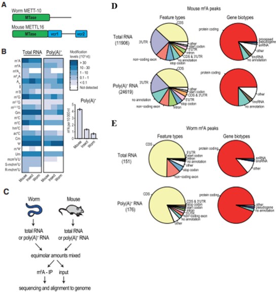 《Cell》新发现！m6A-MeRIP-seq技术揭示m6A 修饰新功能！_RNA-seq