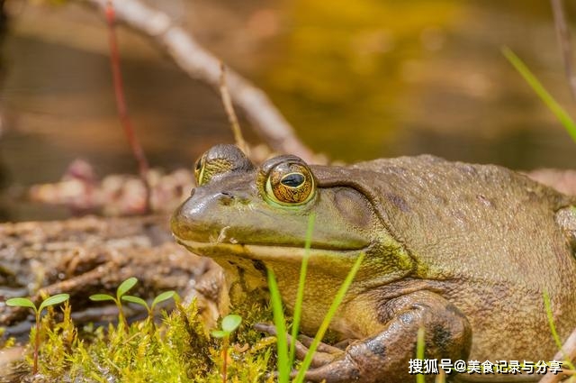 最惨入侵物种美洲牛蛙，吃成野外绝迹，唯一能见到的地方是菜市场_中国