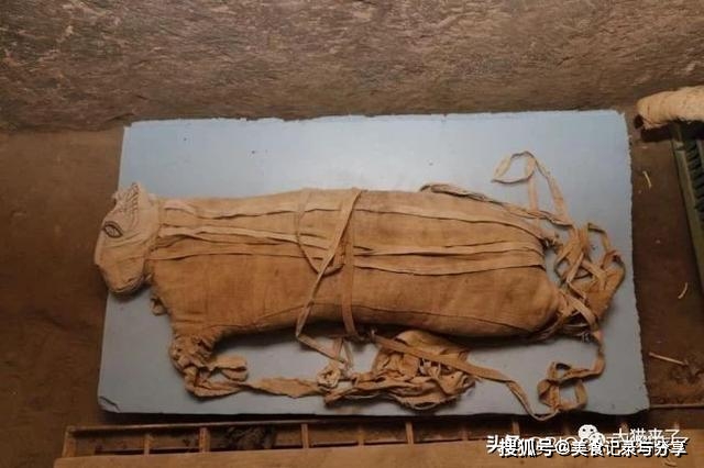 2600年前！埃及首次发现完整狮子木乃伊，体长不足1米，至少有2只_古埃及