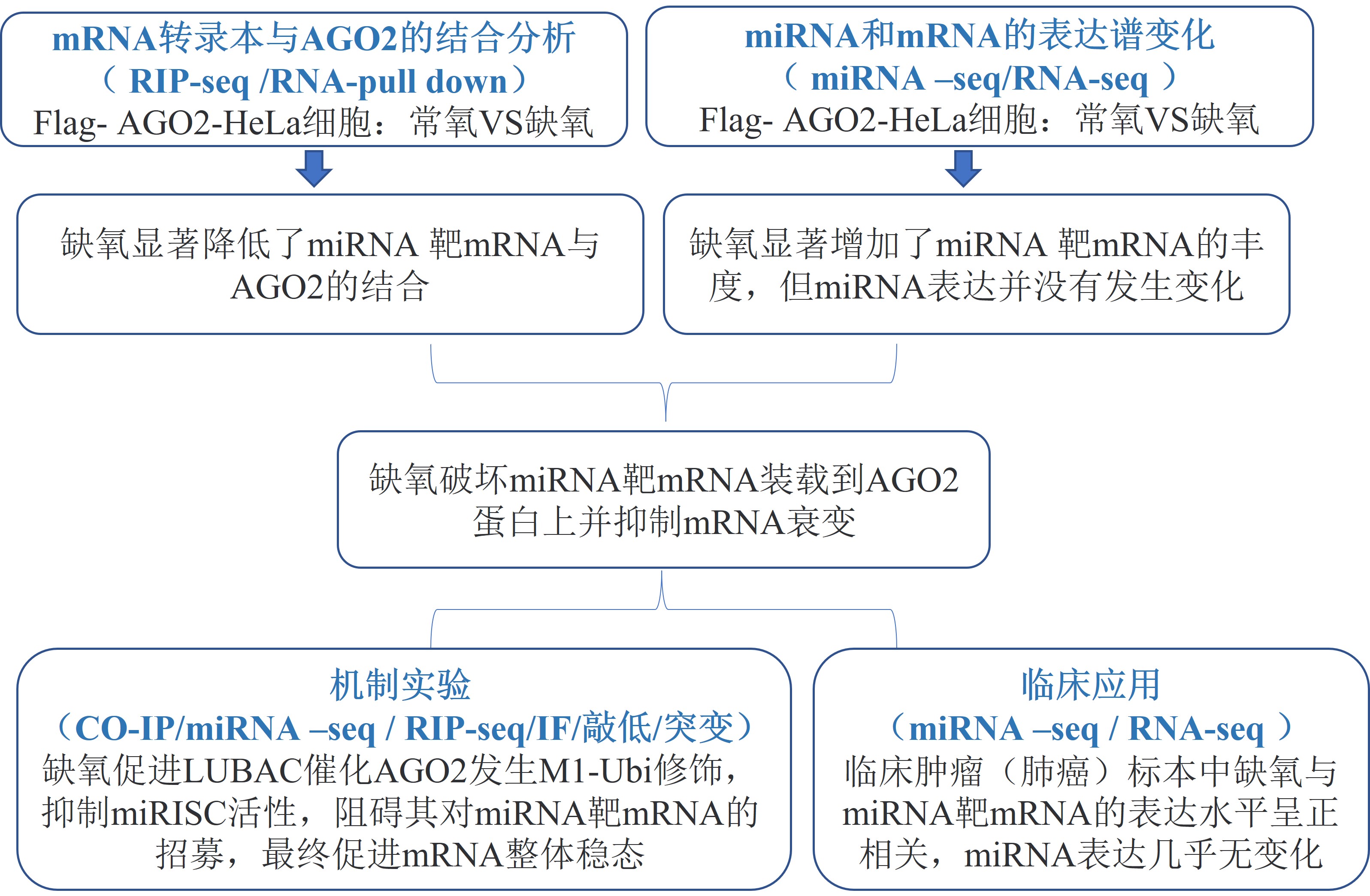 RIP-seq项目文章|nature子刊揭示低氧诱导AGO2线性泛素化调控肿瘤发生发展机制_研究