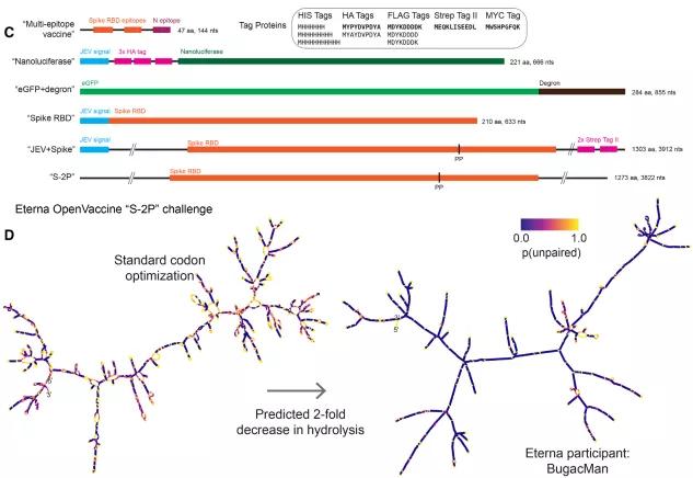 NAR | 通过二级结构设计稳定mRNA的理论基础_Eterna