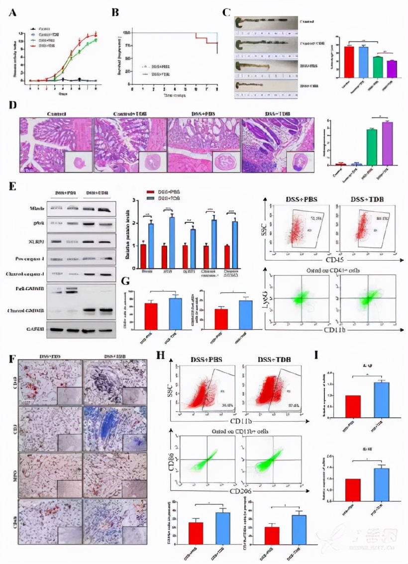 细胞焦亡的研究方法——高分文献解读_Mincle_世卫组织_克罗恩