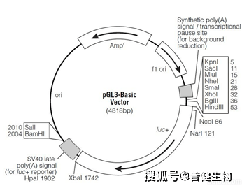 技术分享第十七期 | 双荧光素酶报告基因检测_实验_萤火虫_Renilla