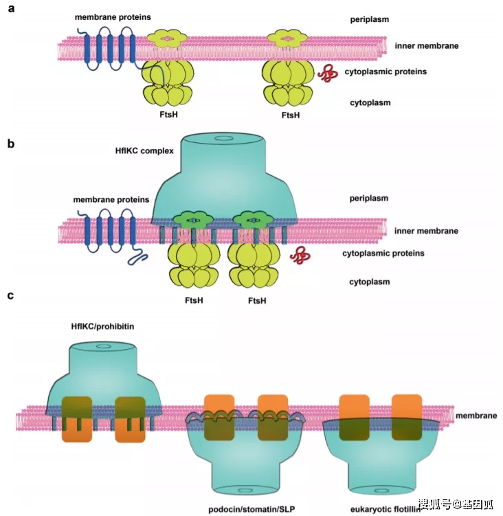 学术前沿：北大高宁团队在膜微结构域的组织和功能化领域取得新进展_蛋白_HflK_细胞