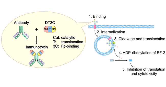DT3C-ADC抗体内化效率体外检测新工具_药物_Mab-ZAP_mAb