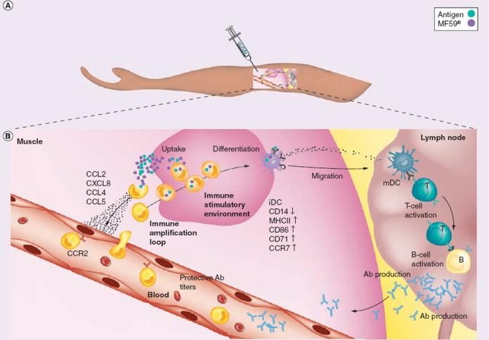产业研究｜国产新型疫苗佐剂冉冉升起_免疫_抗原_细胞