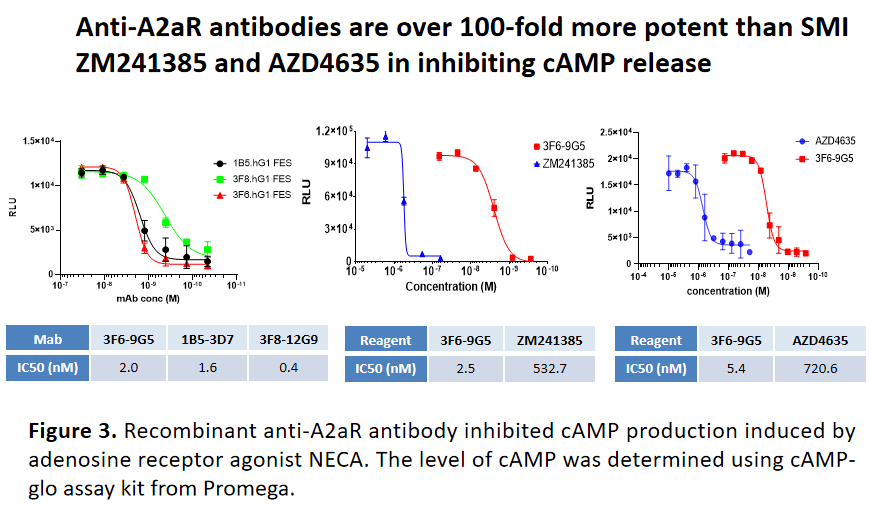 AACR 2022 | 全球首个A2aR抗体药，临床前活性优异，高于AZ产品百倍以上_免疫_药物_开发