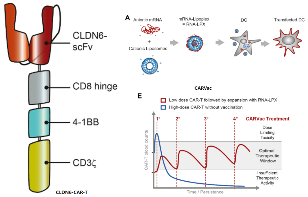 BioNTech Claudin-6 CAR-T：实体瘤80% 部分缓解 PR_CARVac_患者_剂量