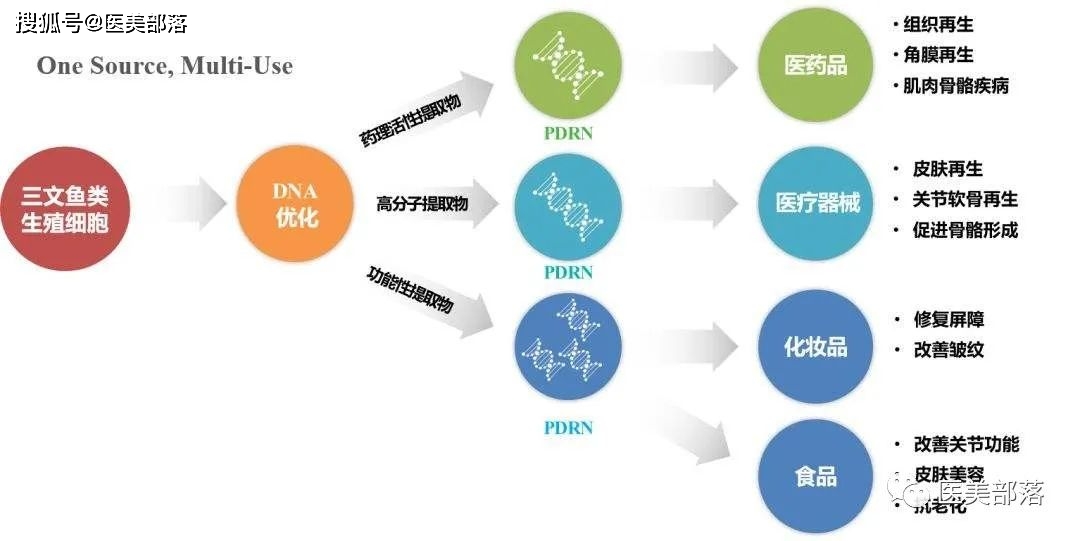 科普 | 关于"三文鱼针"中的PDRN和PN_皮肤_再生_细胞