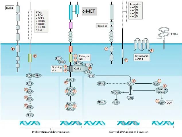 “精准治疗”时代，c-Met为何能成为实力靶点？_信号_蛋白_结构