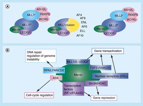 聚焦药靶：有望克服自身缺陷，Menin大有可为_蛋白_研究_造血