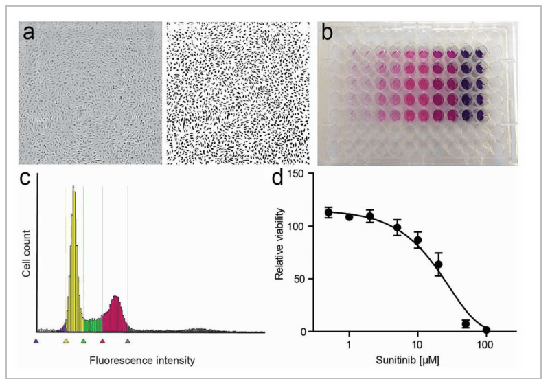 肿瘤血管生成机制及研究_细胞_作用_增殖