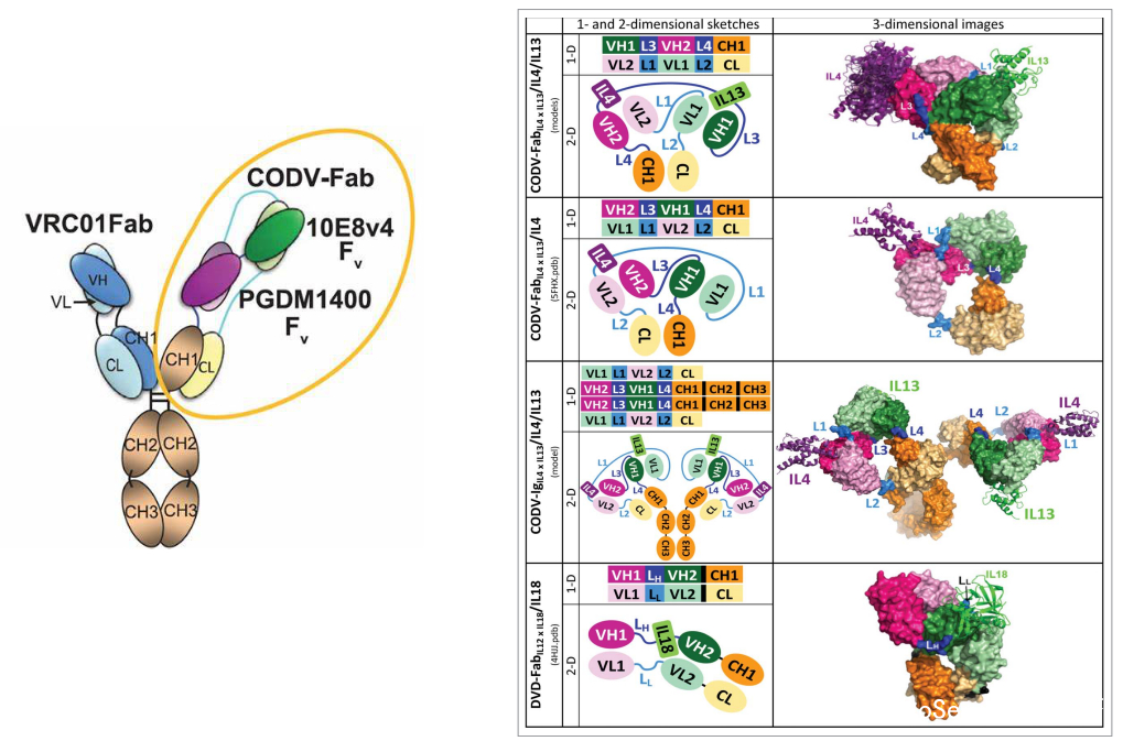 三特异性抗体研发现状_细胞_疗法_位点