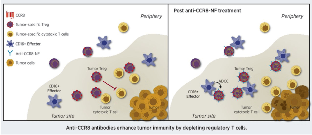 靶向清除肿瘤Treg细胞，CCR8或将成为肿瘤免疫治疗新星！_临床_药物_作用