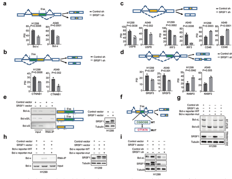 【SCI文献解读】SRSF1在肿瘤发生中的新调控作用_Bcl-x_调节_诱导