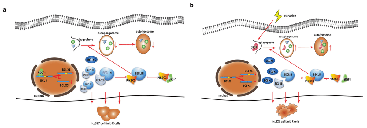 【SCI文献解读】SRSF1在肿瘤发生中的新调控作用_Bcl-x_调节_诱导