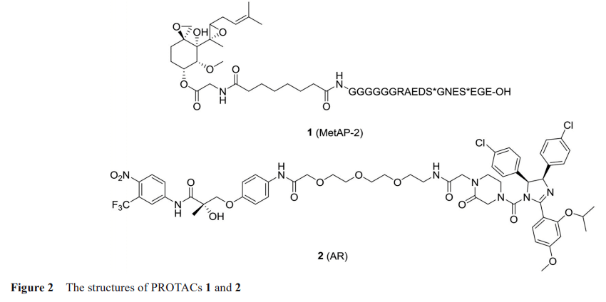 未来晚期乳腺癌治疗的革新：蛋白水解靶向嵌合体（PROTAC）_药物_分子_技术