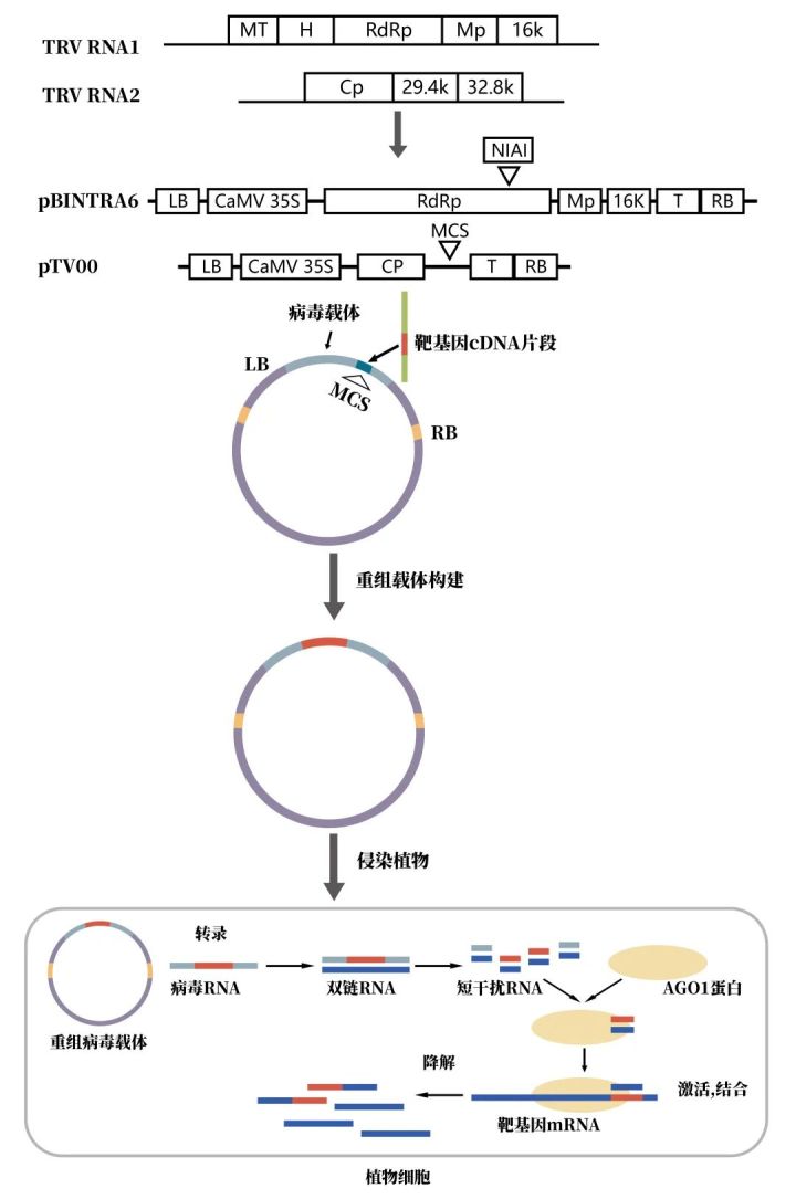 没有转化体系的物种，如何研究其基因功能？（三）_Virus_al_病毒