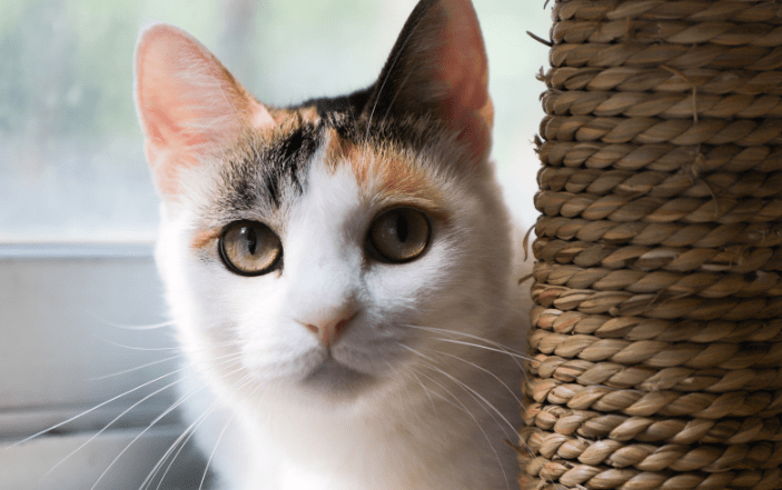 最近半年，海外宠物工厂的投资超24亿美元 | 海外精选_手机搜狐网