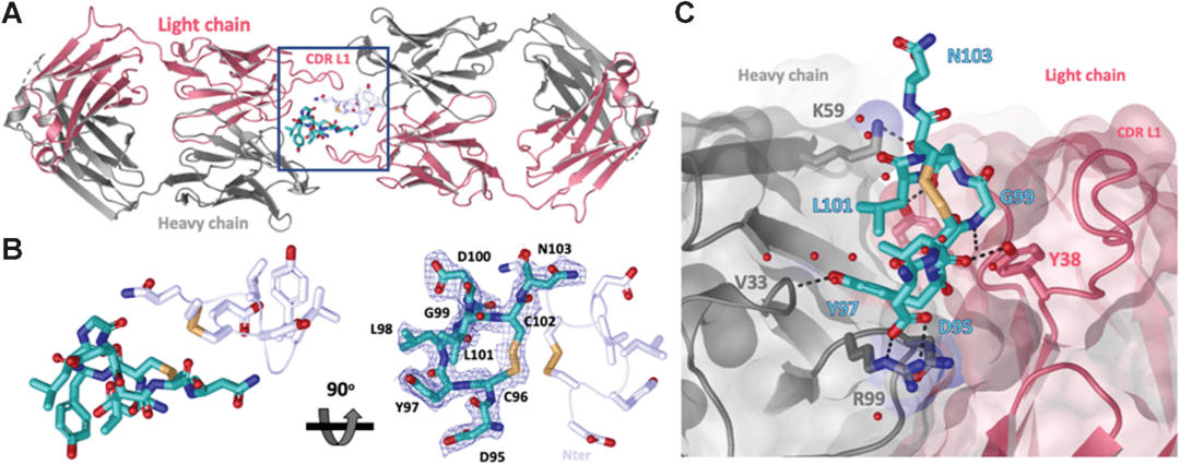 基因泰克 LY6G6D/CD3双抗剑指结直肠癌_细胞膜_组织_抗体