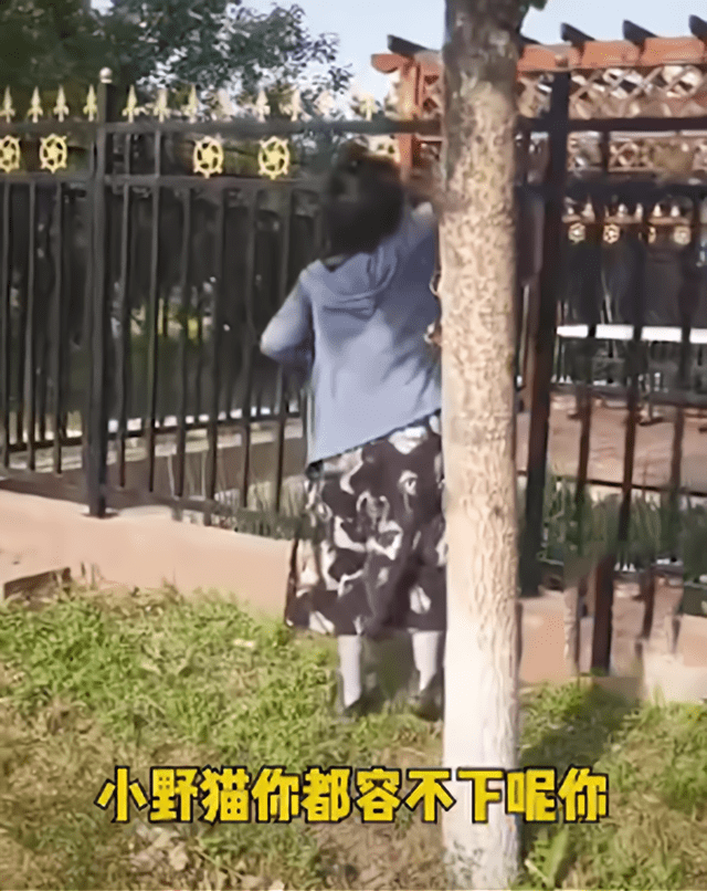 大妈拿砖砸流浪猫被拍,威胁女子删除视频,摔坏手机后扬长而去大娘砖头宠物