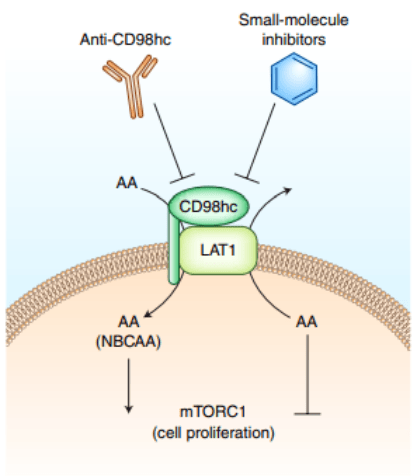 研究报告 | LAT1：突破血脑屏障潜力靶点_药物_氨基酸_开发