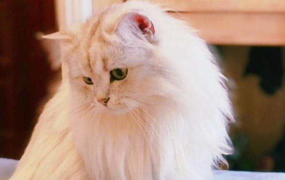 Stuart Little Snowbell Breed